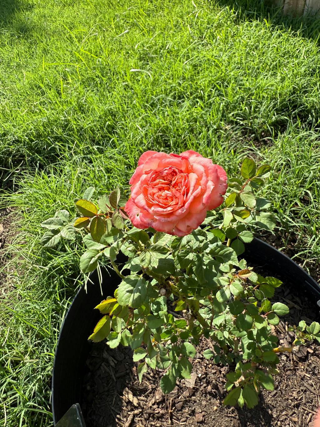 Portlandia Shrub Rose | Colorful Rose Bush – Heirloom Roses
