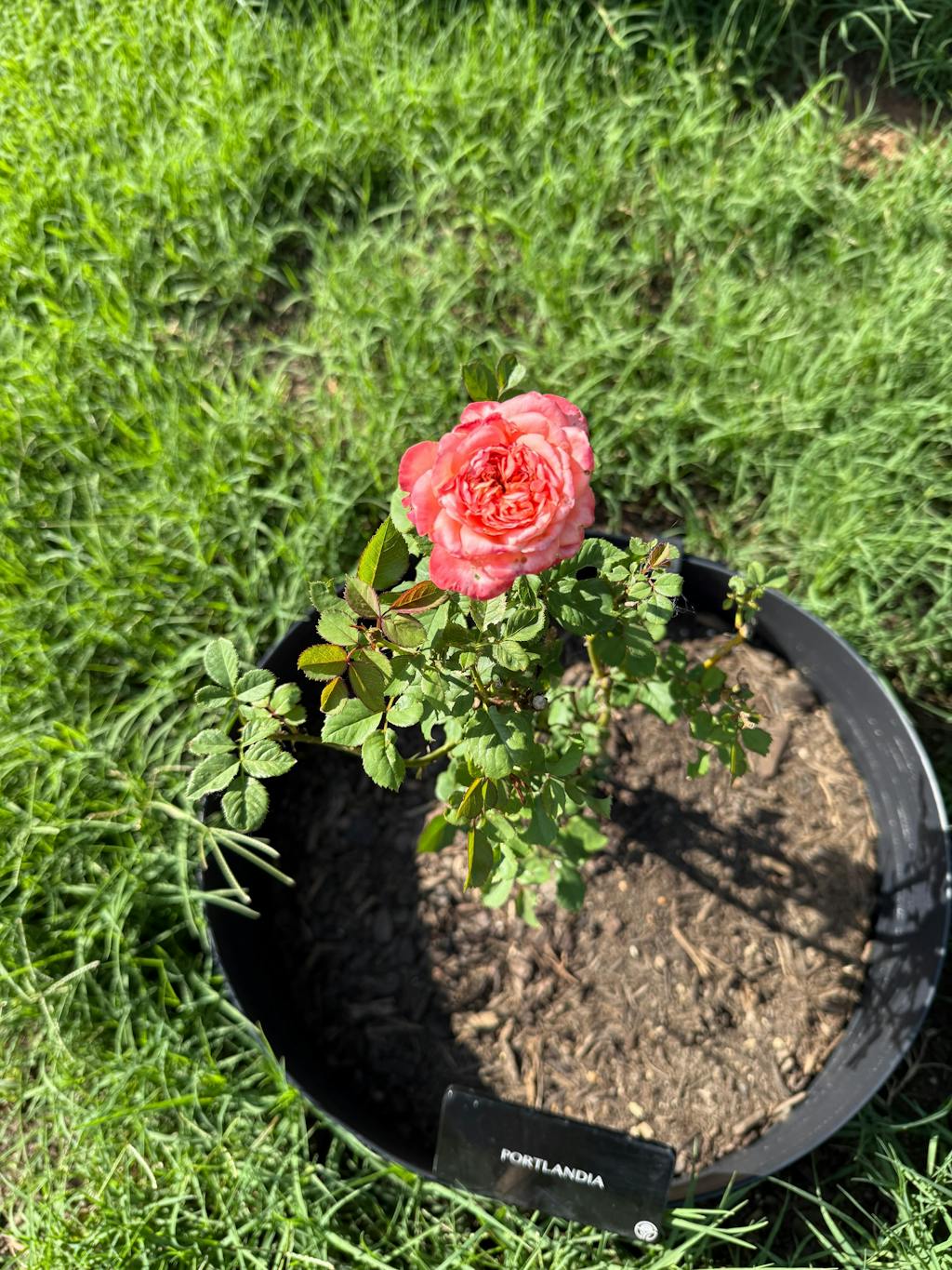 Portlandia Shrub Rose | Colorful Rose Bush – Heirloom Roses