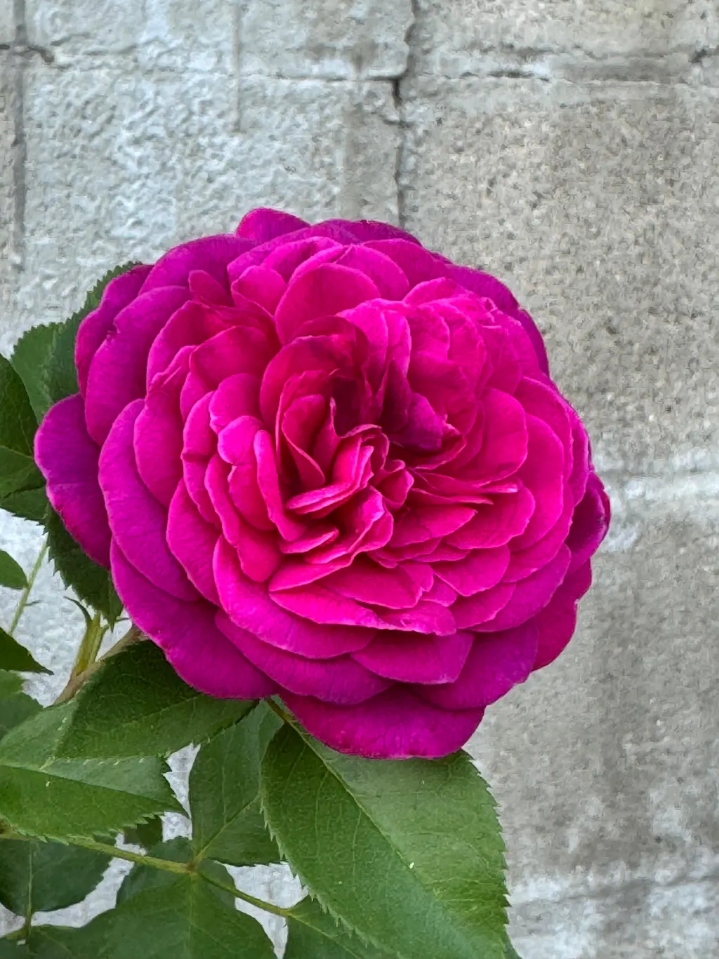 Celestial Night™ – Heirloom Roses