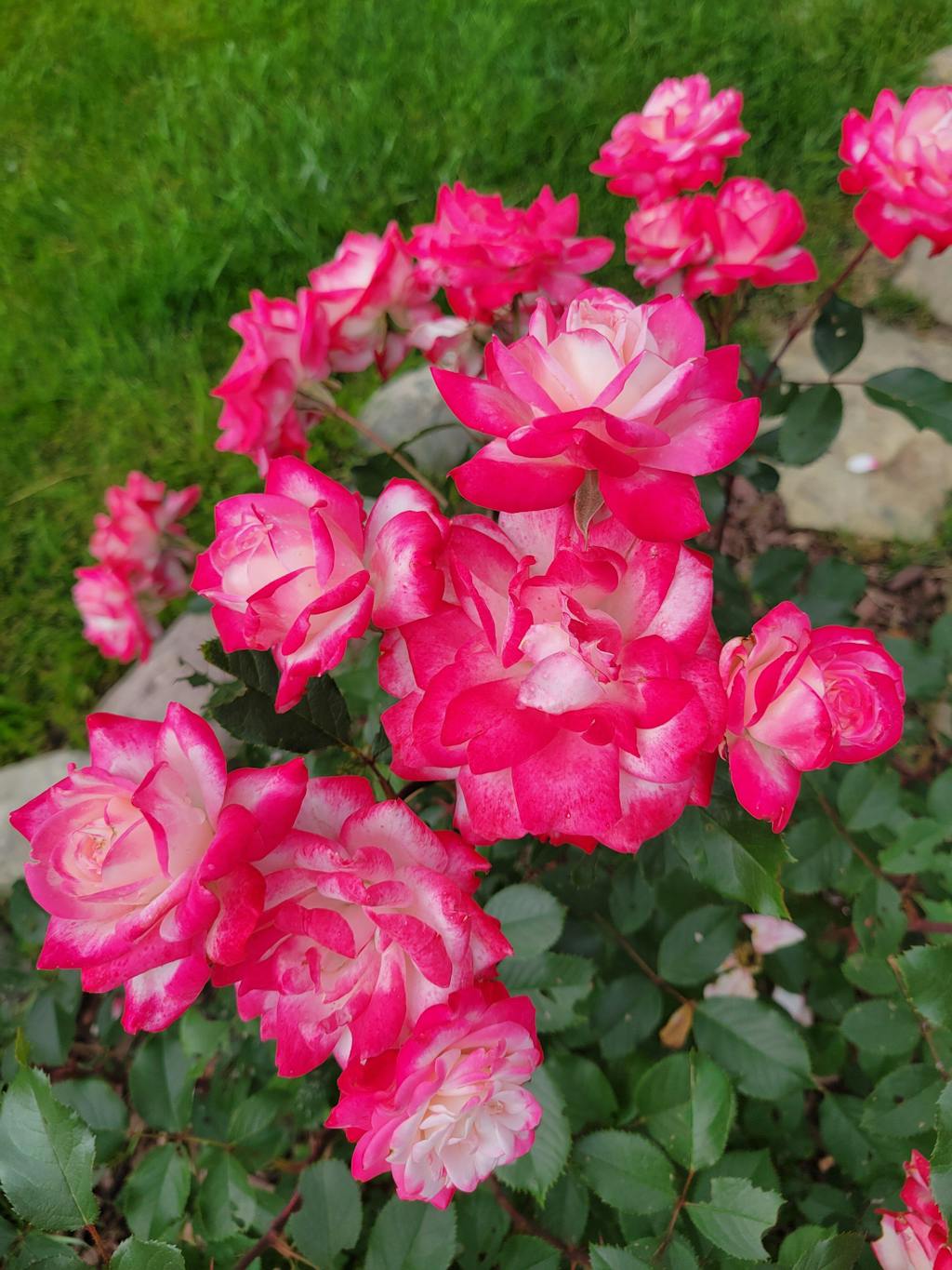 Candy Cane Cocktail Floribunda Rose | Colorful Rose Plant – Heirloom Roses