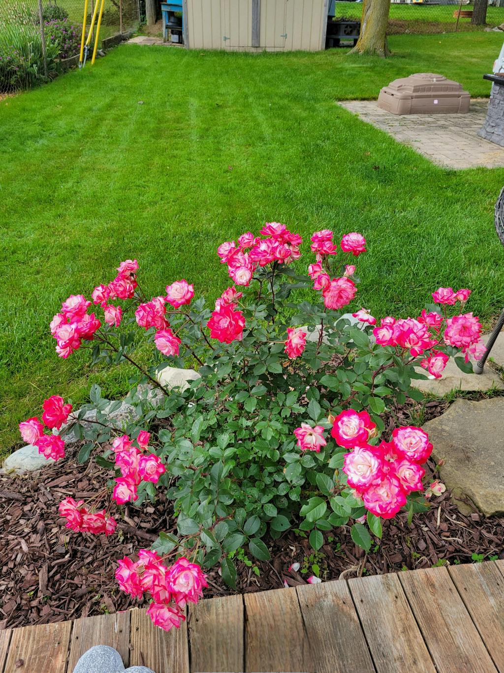 Candy Cane Cocktail Floribunda Rose | Colorful Rose Plant – Heirloom Roses