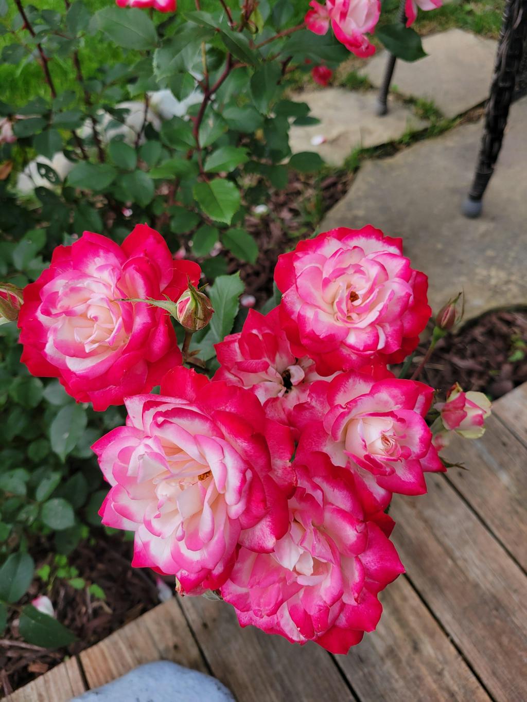 Candy Cane Cocktail Floribunda Rose | Colorful Rose Plant – Heirloom Roses