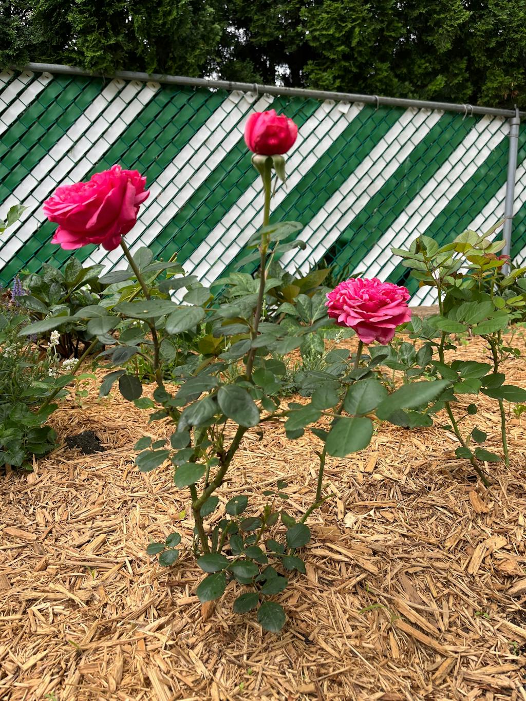 Loves Me, Loves Me Not™ | Pink Hybrid Tea Rose Bush – Heirloom Roses