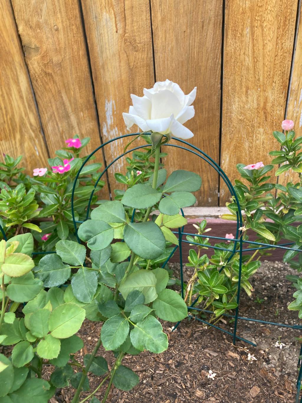 Pascali Hybrid Tea Rose | White Rose Plant – Heirloom Roses