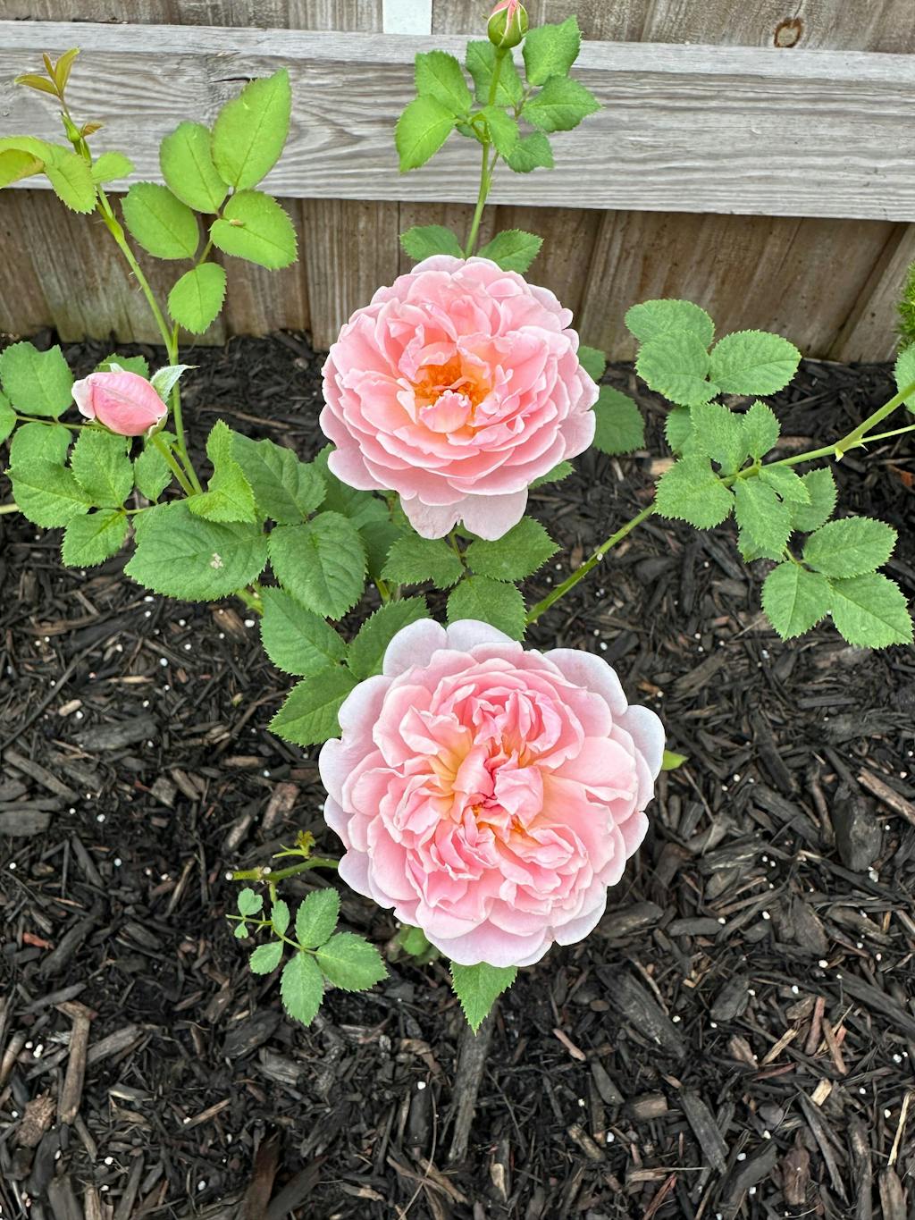Fragrant Masterpiece Shrub Rose | Fragrant Rose Bush – Heirloom Roses