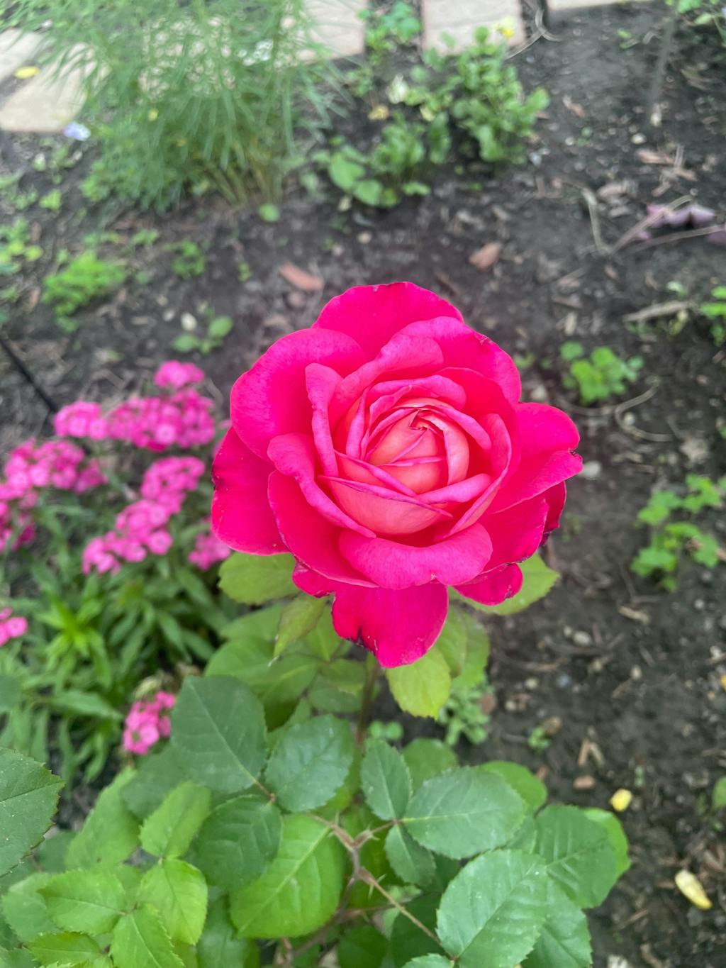 Star Of The Nile Shrub Rose | Fragrant Rose Plant – Heirloom Roses