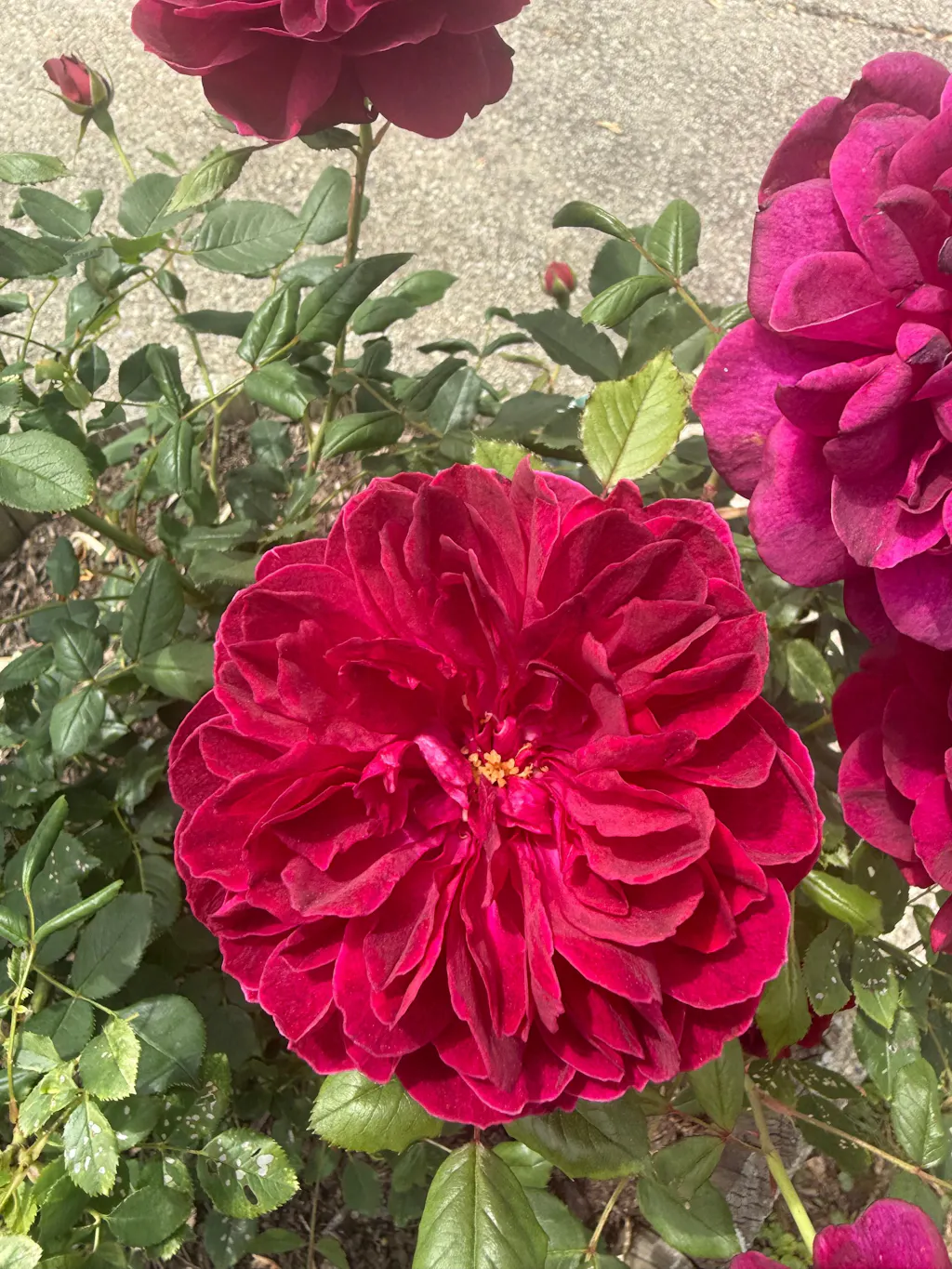 Darcey Bussell English Shrub Rose | Pink Rose Bush – Heirloom