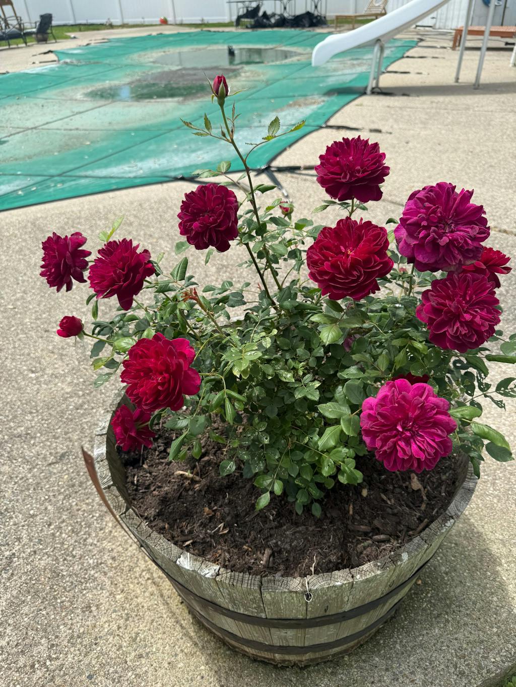 Darcey Bussell English Shrub Rose | Pink Rose Bush – Heirloom Roses