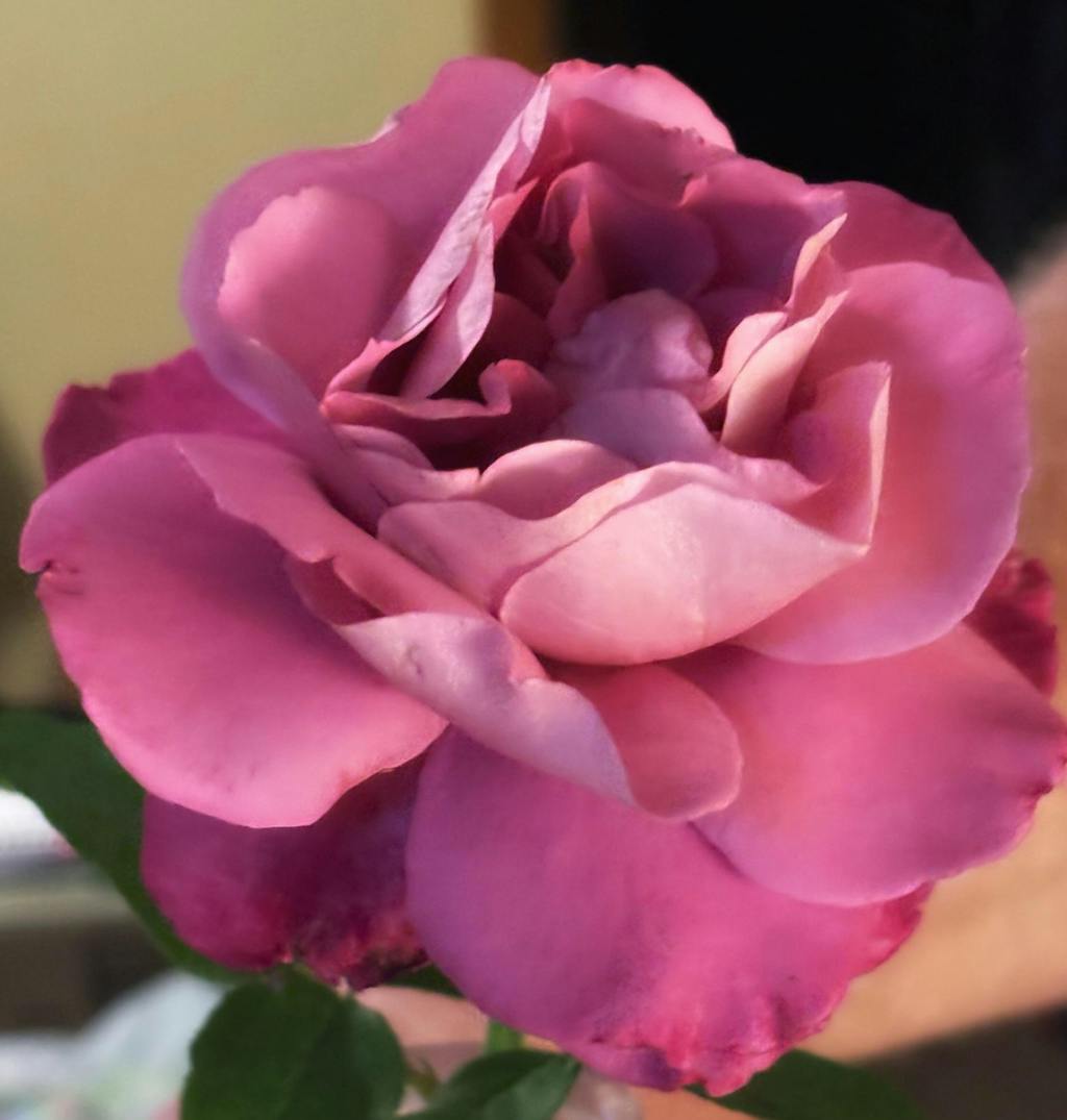 Heirloom Hybrid Tea Rose | Fragrant Rose Plant – Heirloom Roses