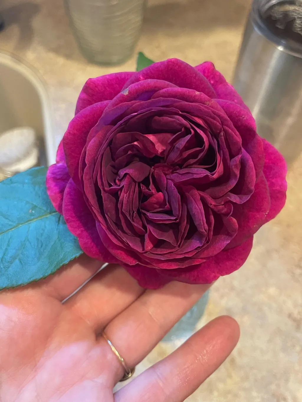 Celestial Night Floribunda Rose | Heirloom Roses