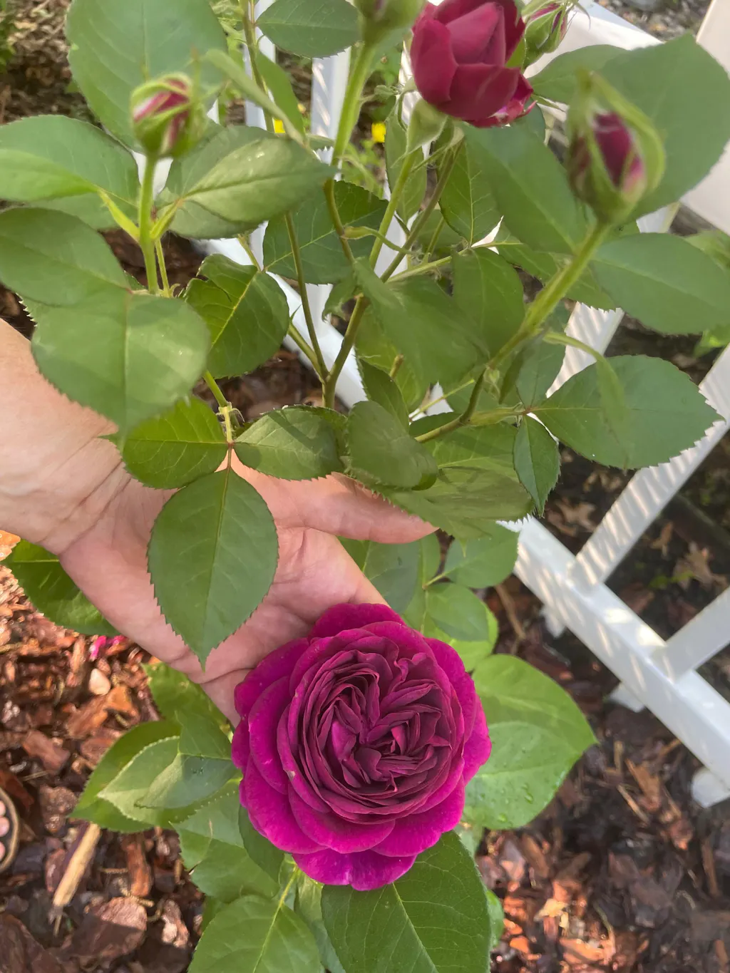 Celestial Night Floribunda Rose | Heirloom Roses