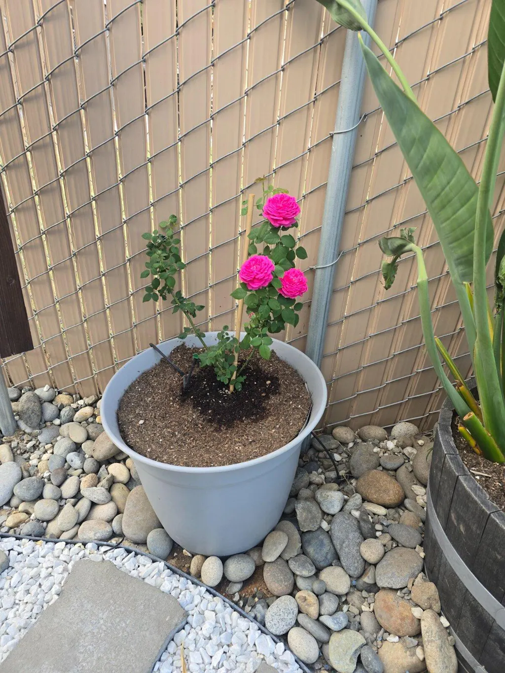 General Washington Hybrid Perpetuals Rose | Red Rose Plant – Heirloom