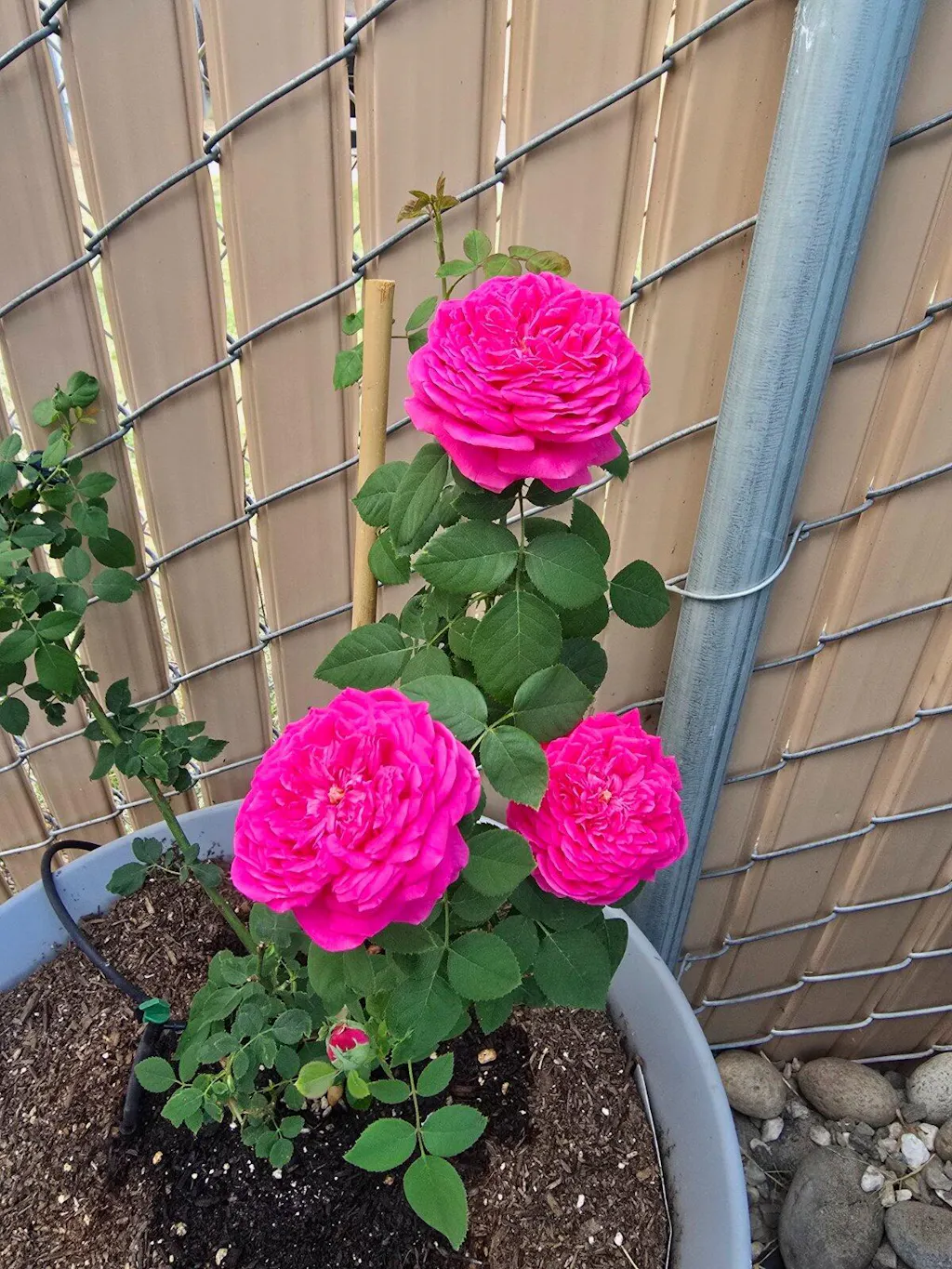 General Washington Hybrid Perpetuals Rose | Red Rose Plant – Heirloom