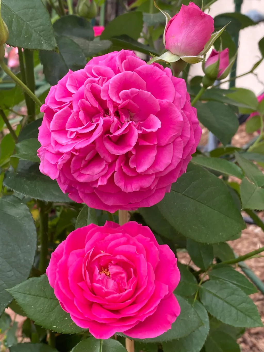 Princess Elise Shrub Rose | Fragrant Rose Bush – Heirloom Roses