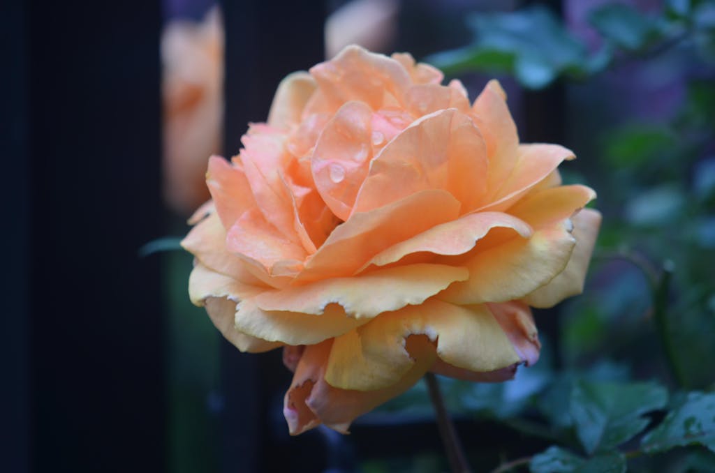 Arborose Tangerine Skies Climbing Rose | Fragrant Rose Plant – Heirloom ...