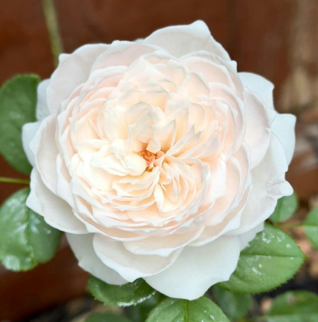 Earth Angel Rose - Floribunda - Exceptionally Fragrant – Heirloom Roses