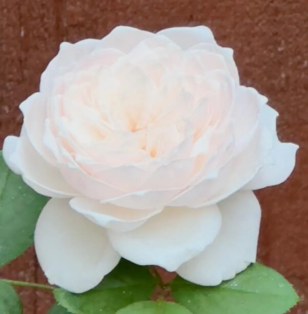Earth Angel Rose - Floribunda - Exceptionally Fragrant – Heirloom Roses