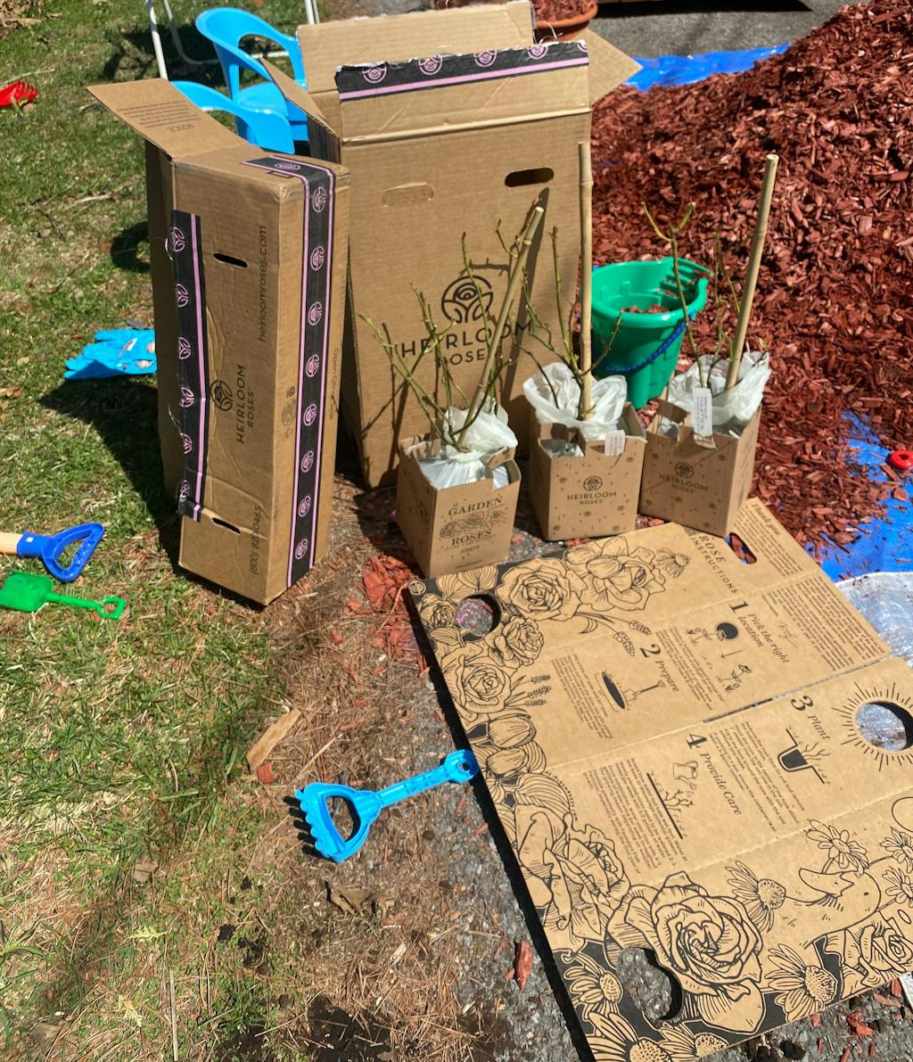 Colette Climbing Rose | Fragrant Rose Bush – Heirloom Roses