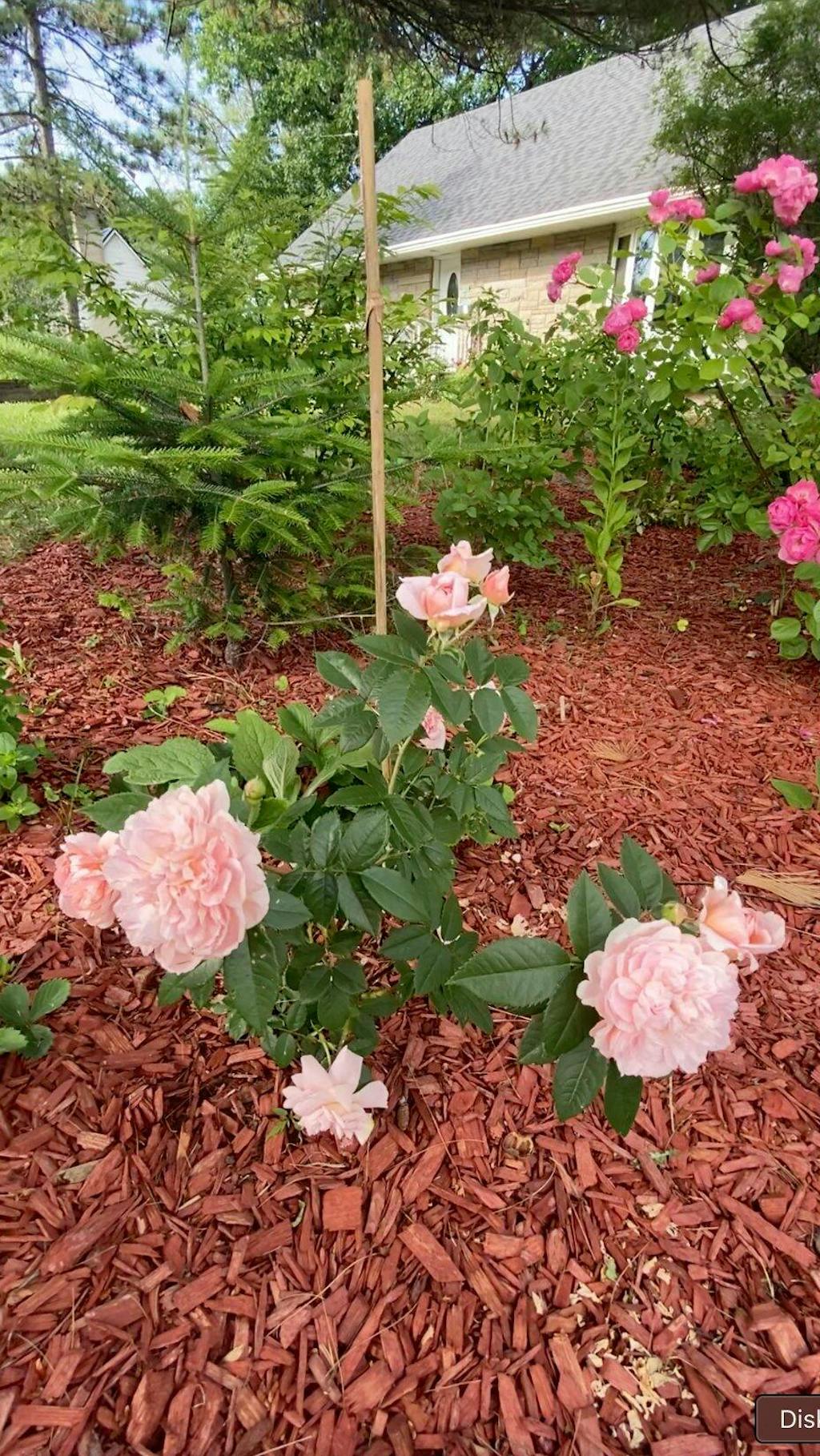 Colette Climbing Rose | Fragrant Rose Bush – Heirloom Roses