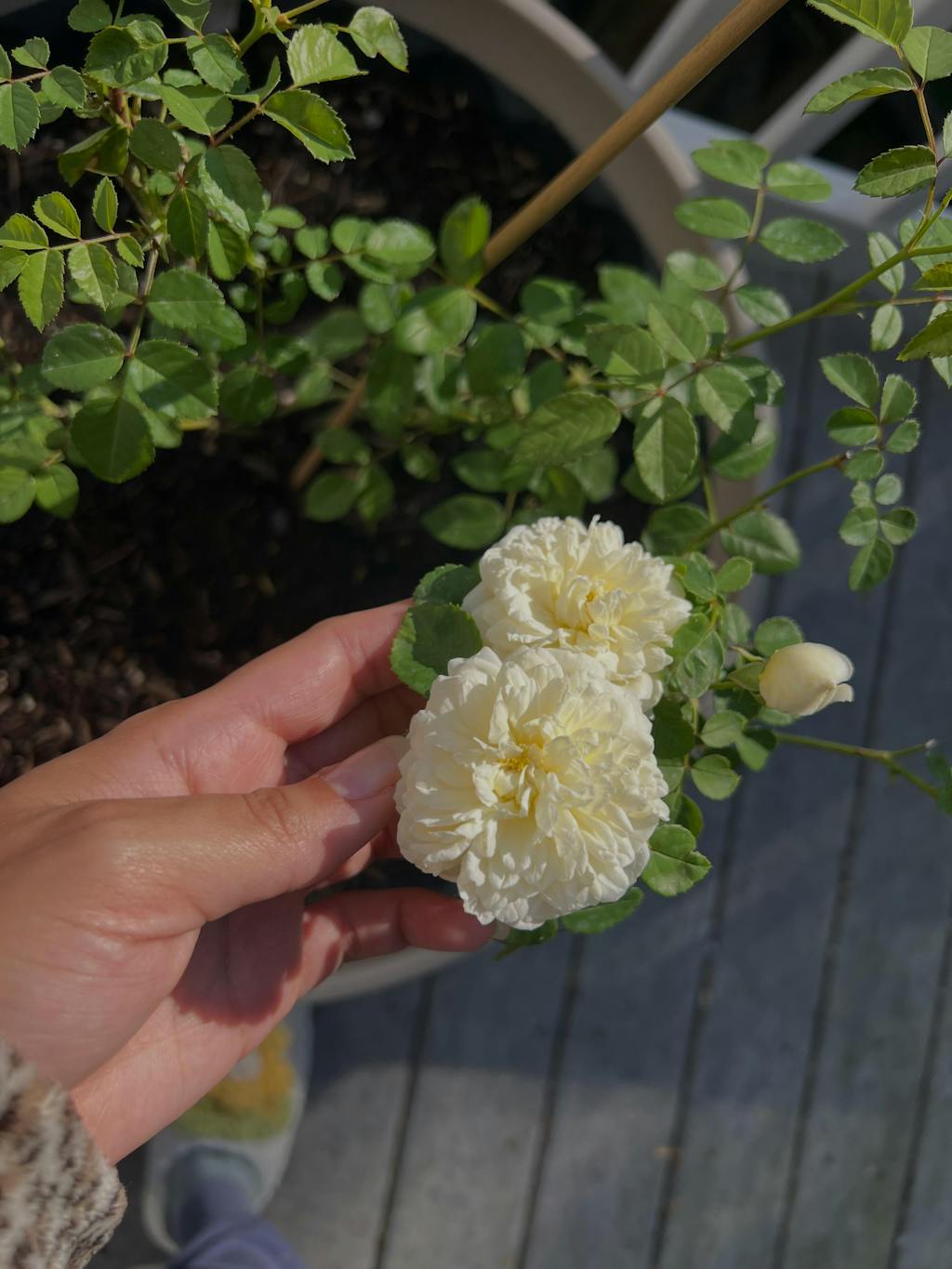Perpetually Yours Climbing Rose | Yellow Rose Bush – Heirloom Roses