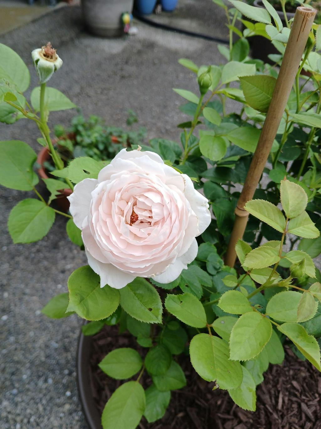 Earth Angel Rose - Floribunda - Exceptionally Fragrant – Heirloom Roses