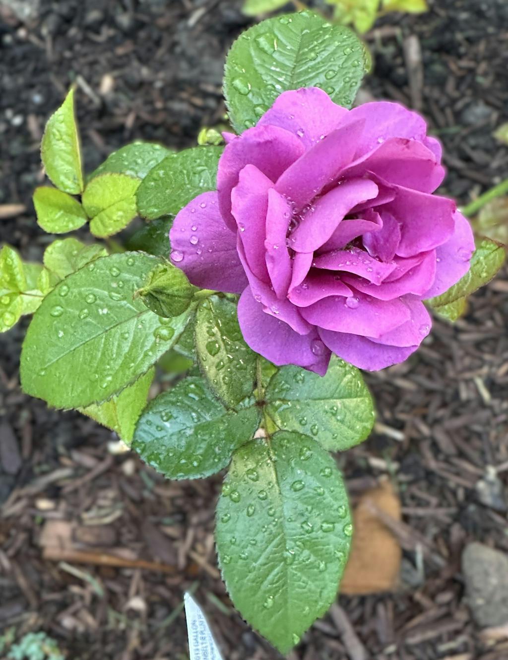 Plum Perfect Rose - Floribunda - Lightly Fragrant – Heirloom Roses