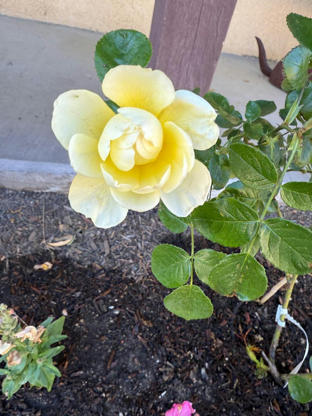 Imogen | Yellow David Austin Rose Bush – Heirloom Roses