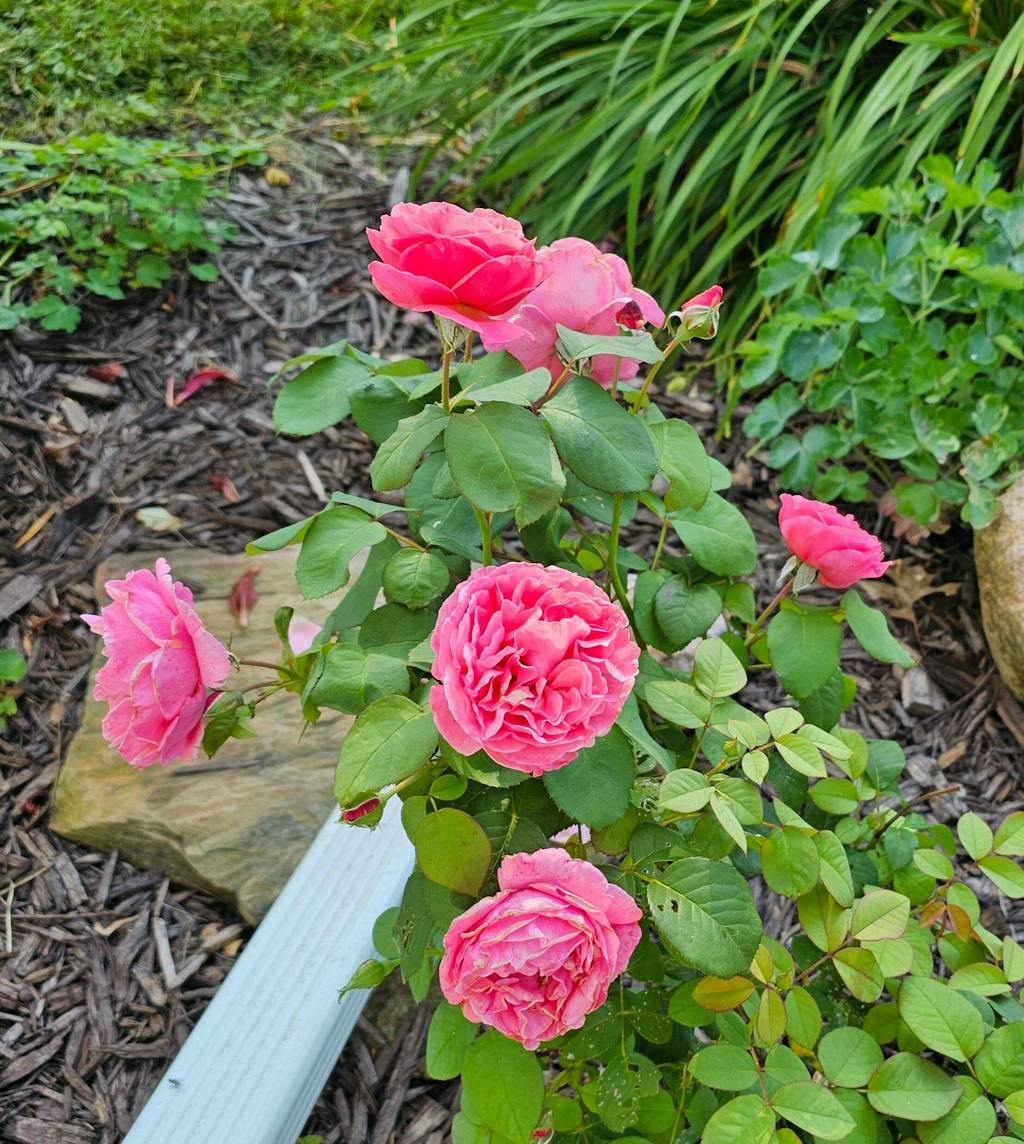 Dee-Lish® | Pink Hybrid Tea Rose Bush – Heirloom Roses