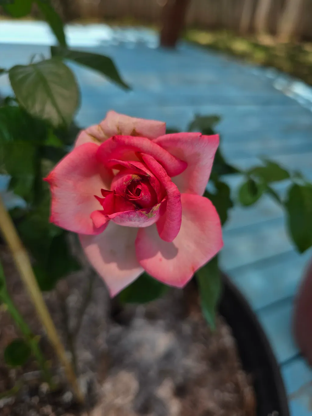Eleganza Wedding Bells Hybrid Tea Rose | Pink Rose Plant – Heirloom