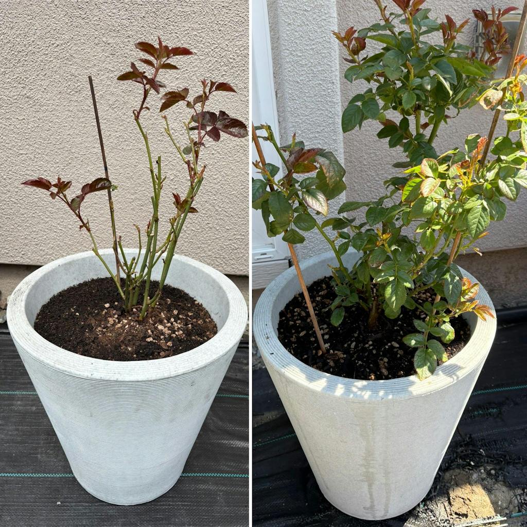 Sunbelt Plum Perfect Floribunda Rose | Purple Rose Plant – Heirloom Roses