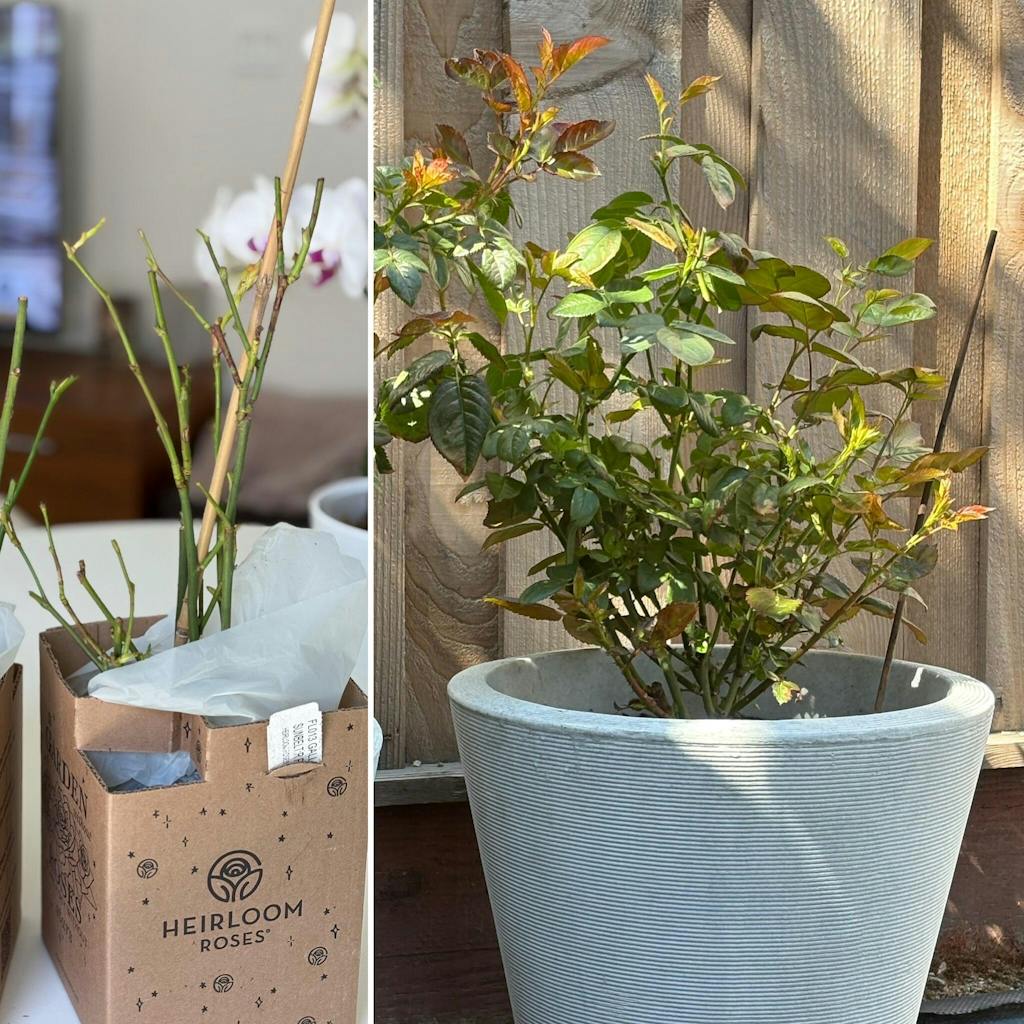 Sunbelt Plum Perfect Floribunda Rose | Purple Rose Plant – Heirloom Roses