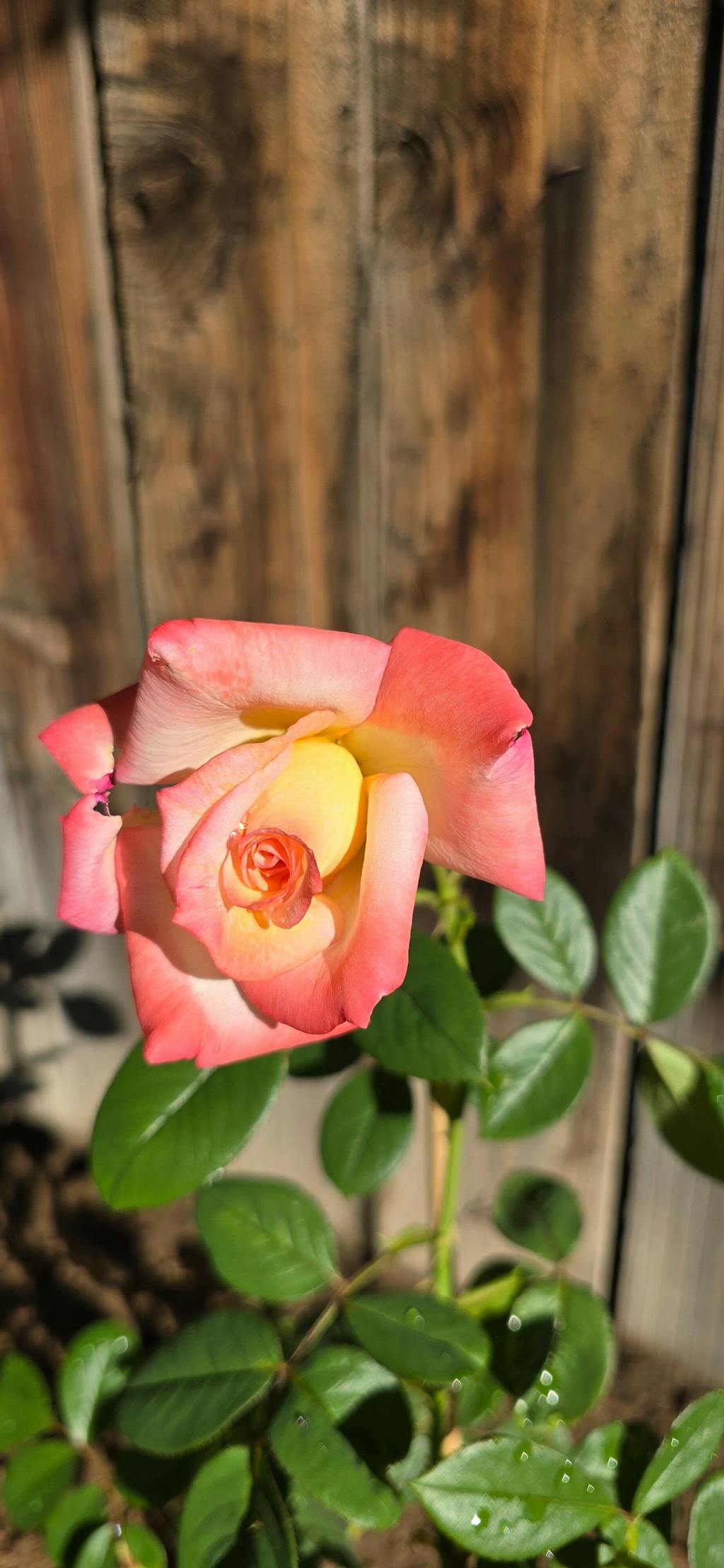 Gemini Hybrid Tea Rose | Fragrant Rose Plant – Heirloom Roses