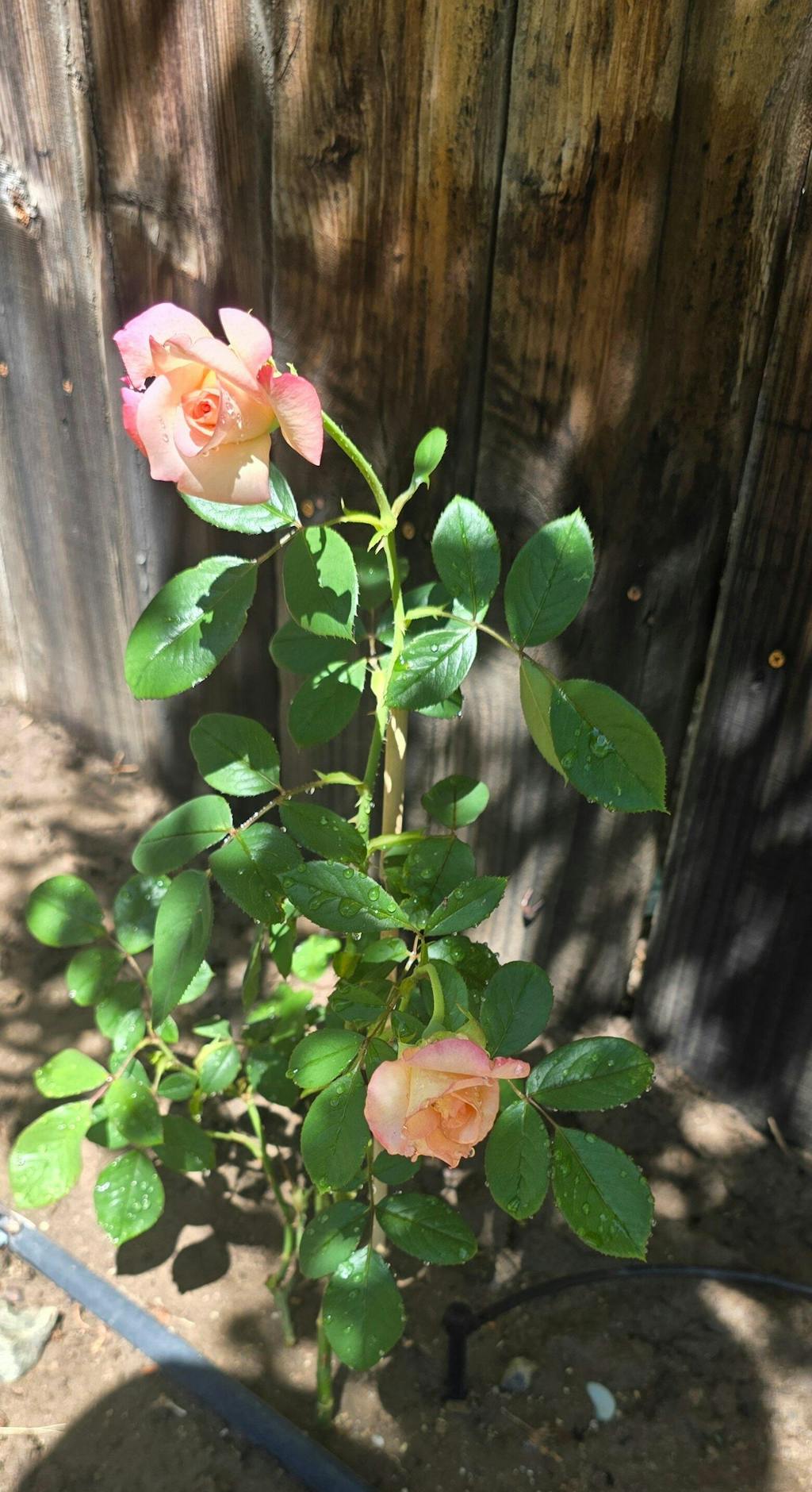 Gemini Hybrid Tea Rose | Fragrant Rose Plant – Heirloom Roses