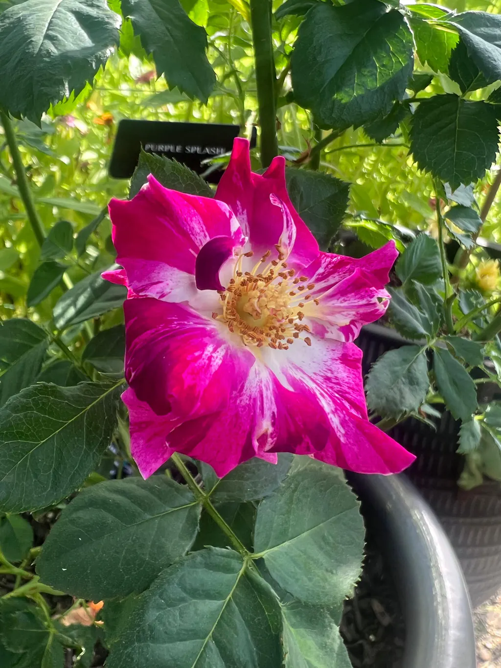 Purple Splash Climbing Rose | Thornless Rose Bush – Heirloom