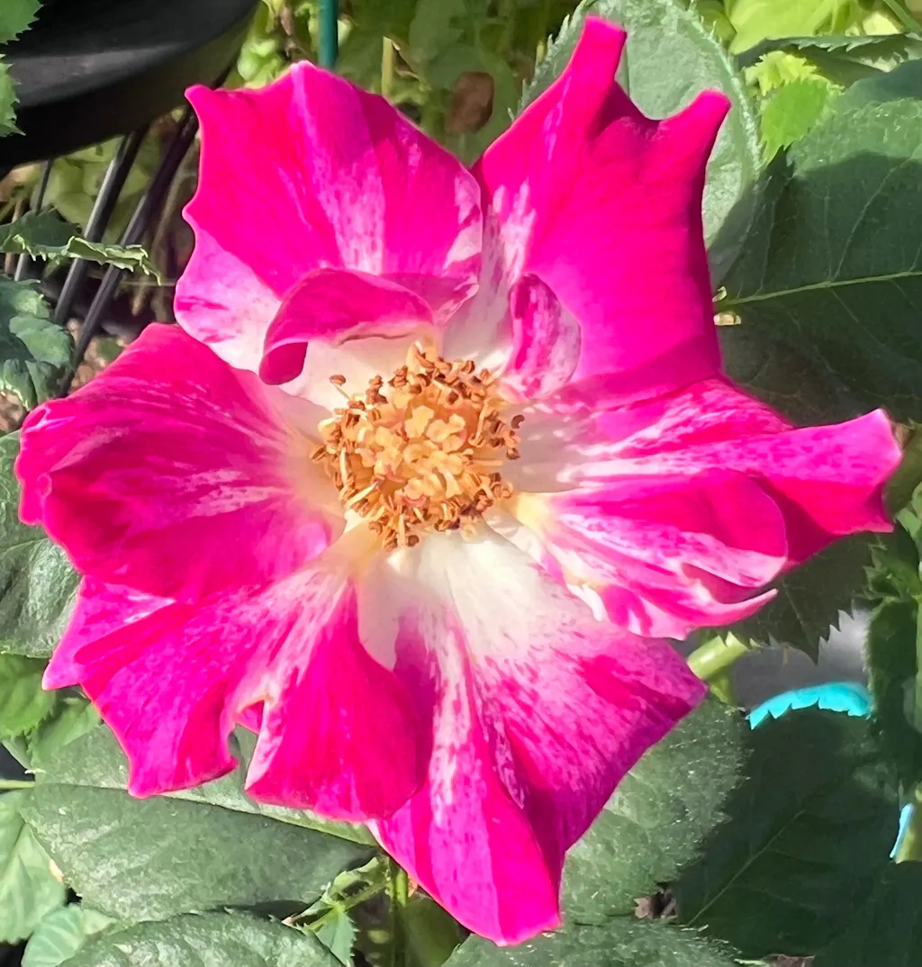 Purple Splash Climbing Rose | Thornless Rose Bush – Heirloom