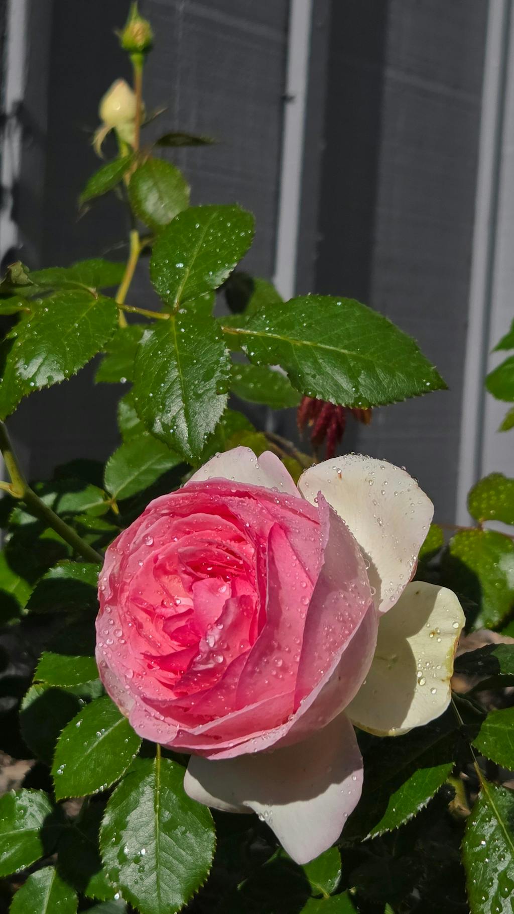 Eden Climber Rose | Pink Rose Plant – Heirloom Roses