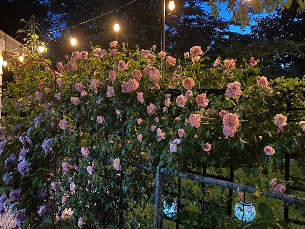 Colette Climbing Rose | Fragrant Rose Bush – Heirloom Roses