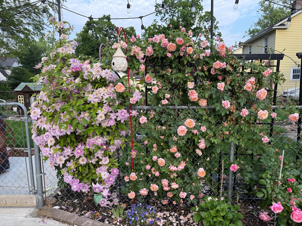 Colette Climbing Rose | Fragrant Rose Bush – Heirloom Roses