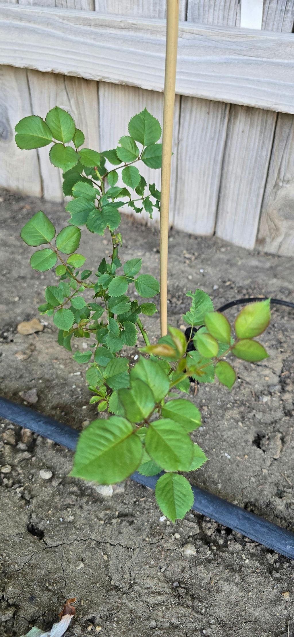 Margaret Merrill White Floribunda Rose | Fragrant Rose Plant – Heirloom ...