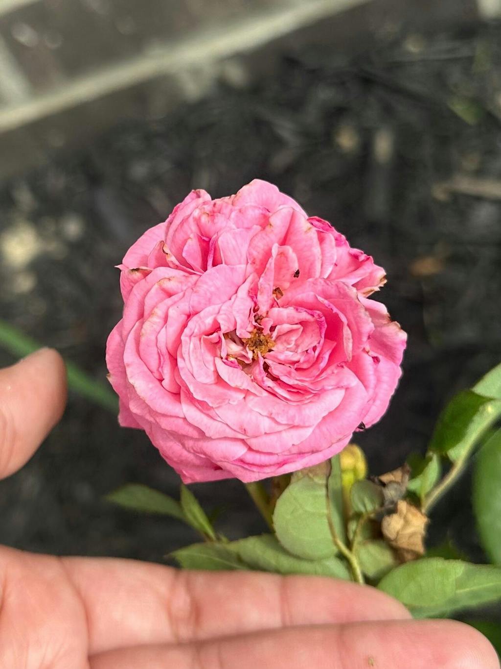 Parfuma Summer Romance Floribunda Rose | Fragrant Rose Bush – Heirloom ...