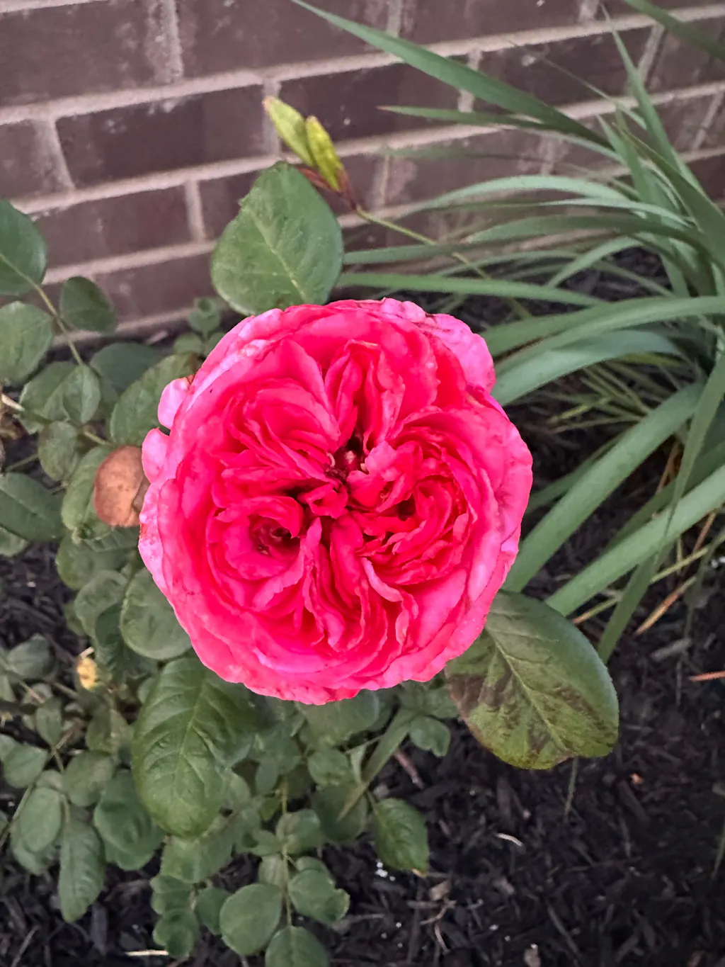Loves Me, Loves Me Not™ | Pink Hybrid Tea Rose Bush – Heirloom