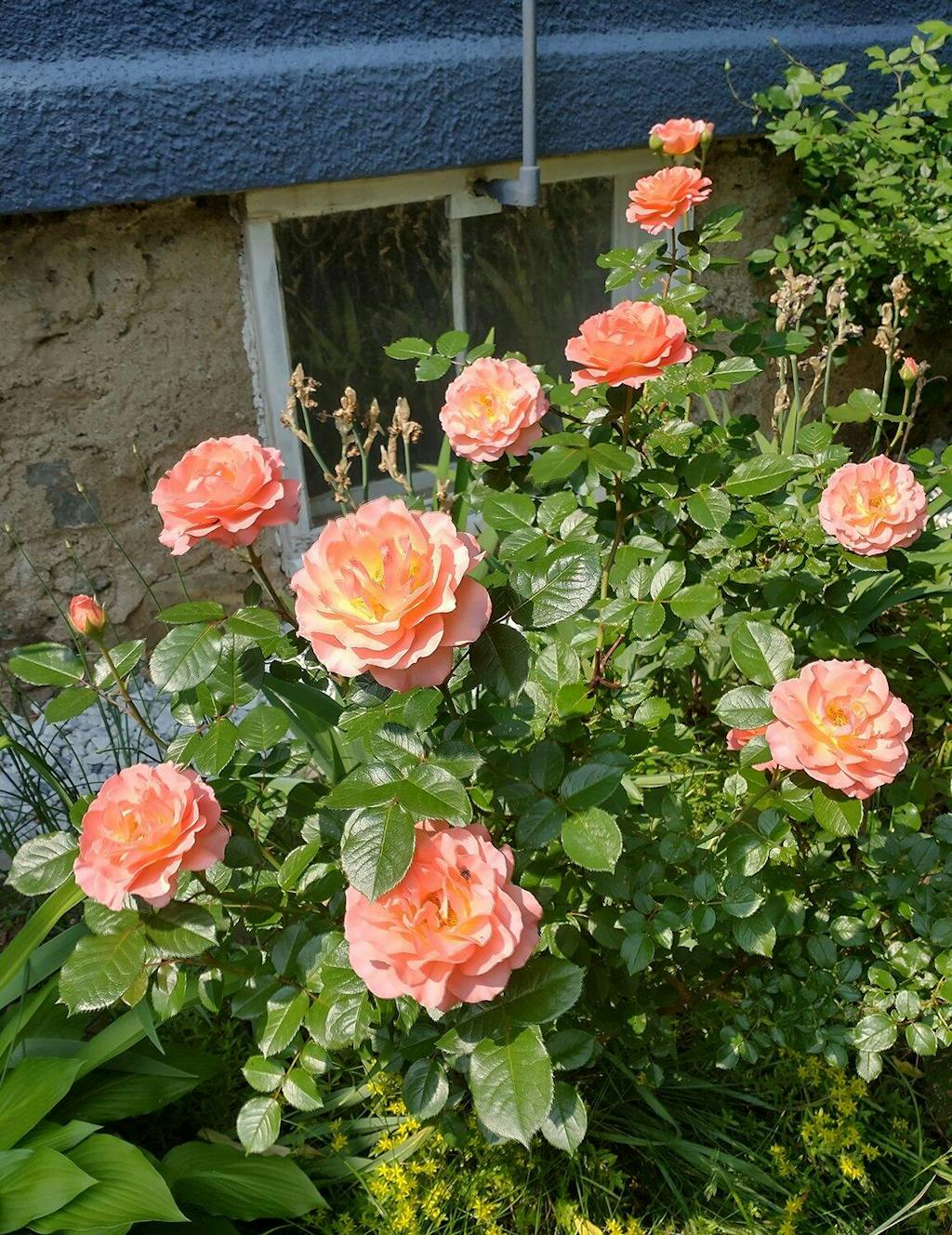 Jump For Joy Floribunda Rose | Pink Rose Bush – Heirloom Roses