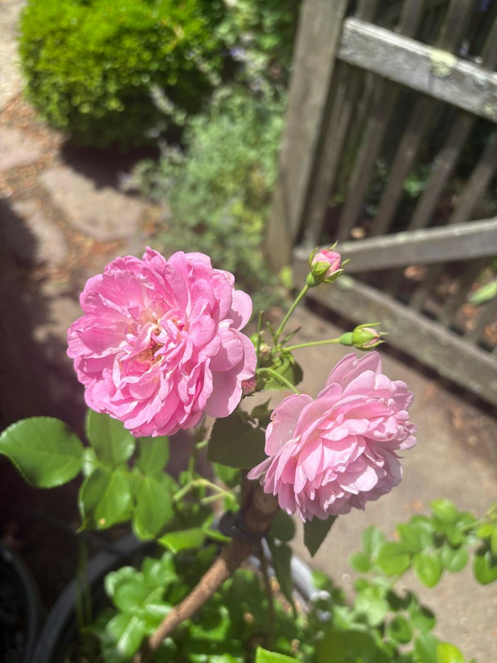 Arborose Jasmina Climbing Rose | Pink Rose Bush – Heirloom Roses
