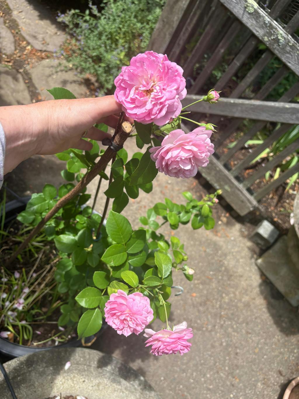 Arborose Jasmina Climbing Rose | Pink Rose Bush – Heirloom Roses