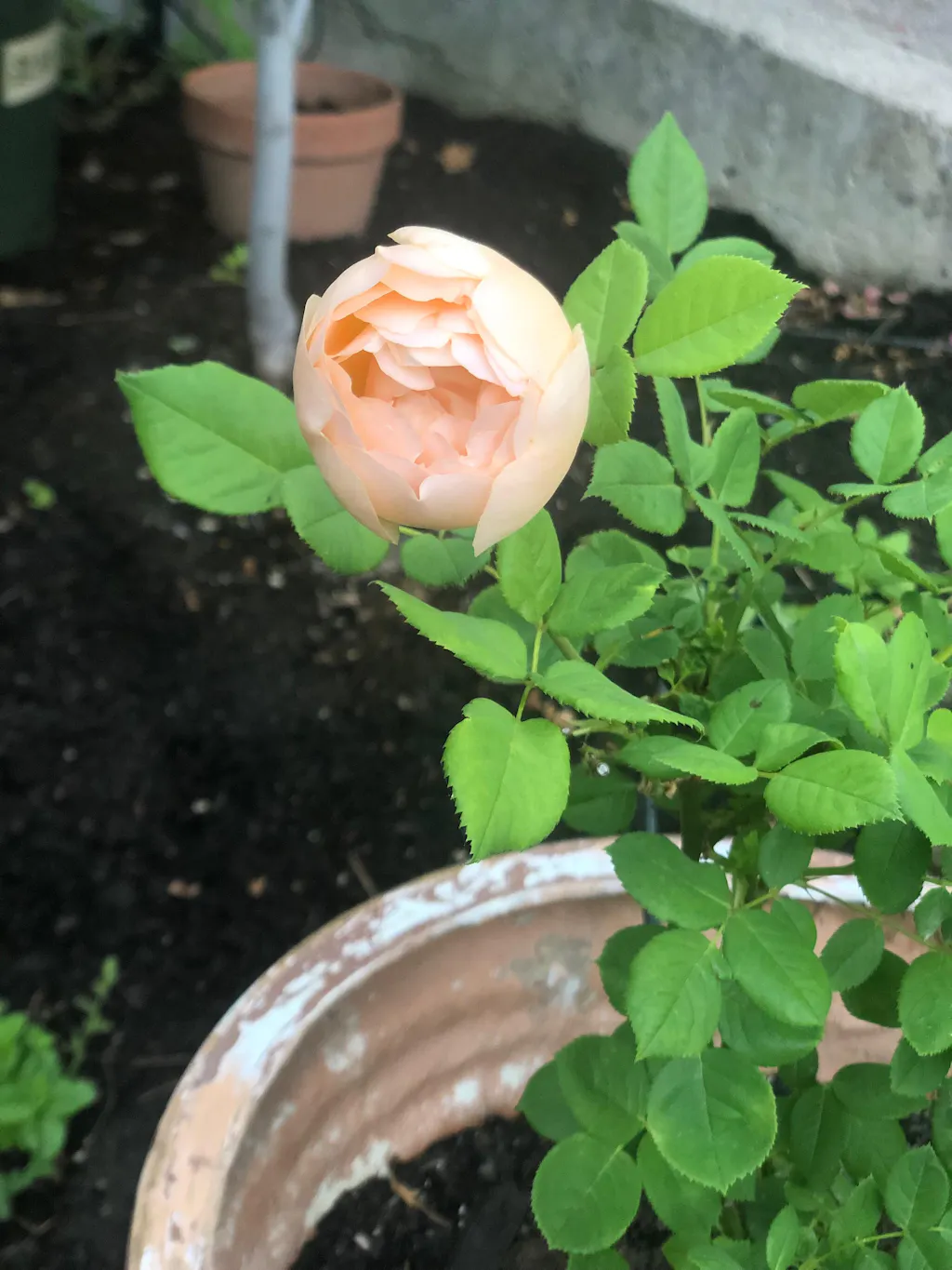 Wollerton Old Hall Rose - David Austin - Very Fragrant – Heirloom Roses