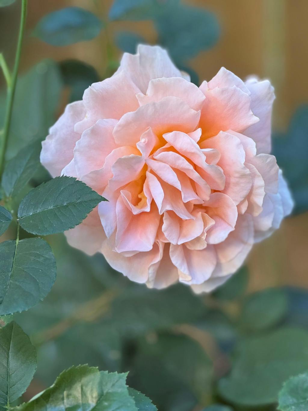 Polka Orange Climbing Rose | Fragrant Rose Plant – Heirloom Roses