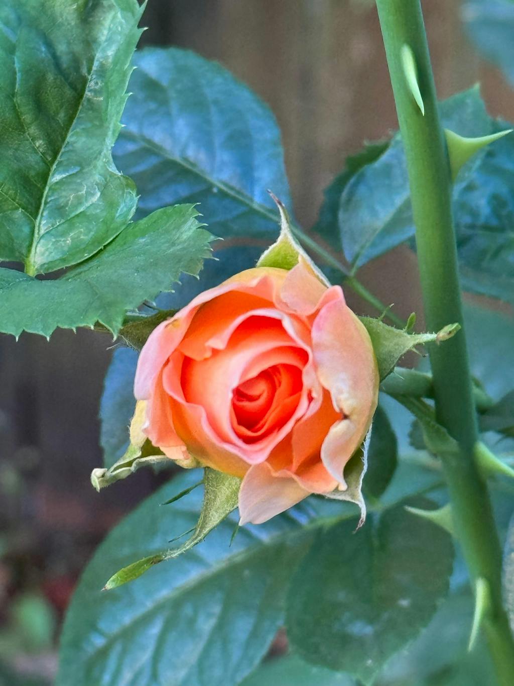 Polka Orange Climbing Rose | Fragrant Rose Plant – Heirloom Roses