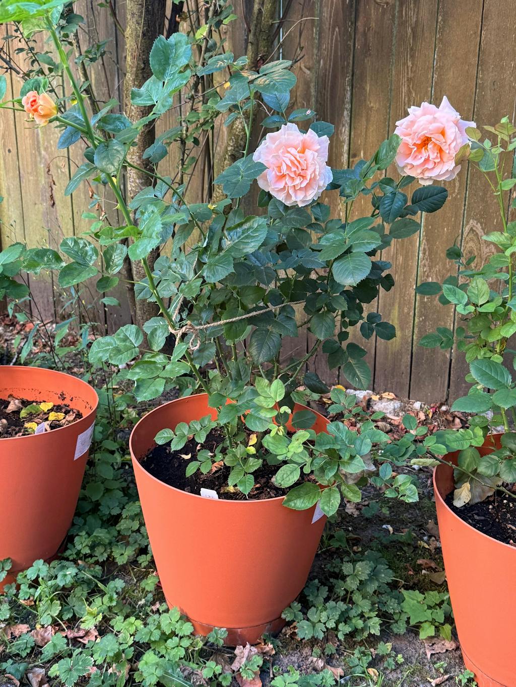 Polka Orange Climbing Rose | Fragrant Rose Plant – Heirloom Roses