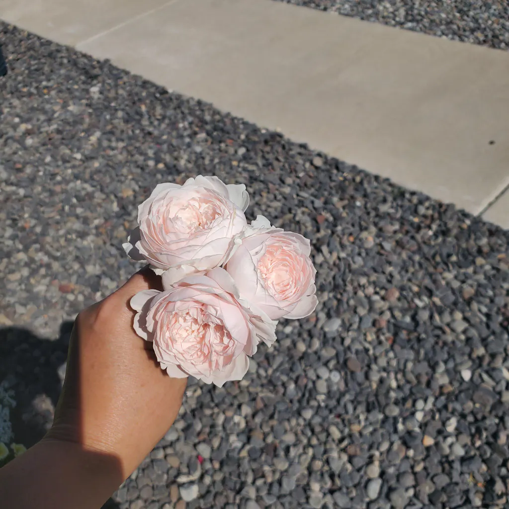 Earth Angel Rose - Floribunda - Exceptionally Fragrant – Heirloom Roses