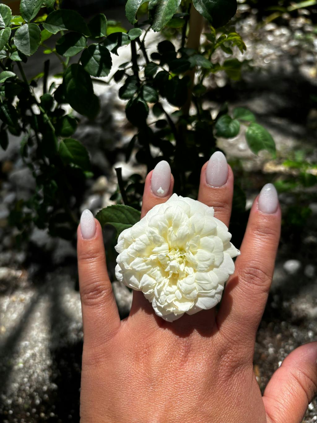 Perpetually Yours Climbing Rose | Yellow Rose Bush – Heirloom Roses